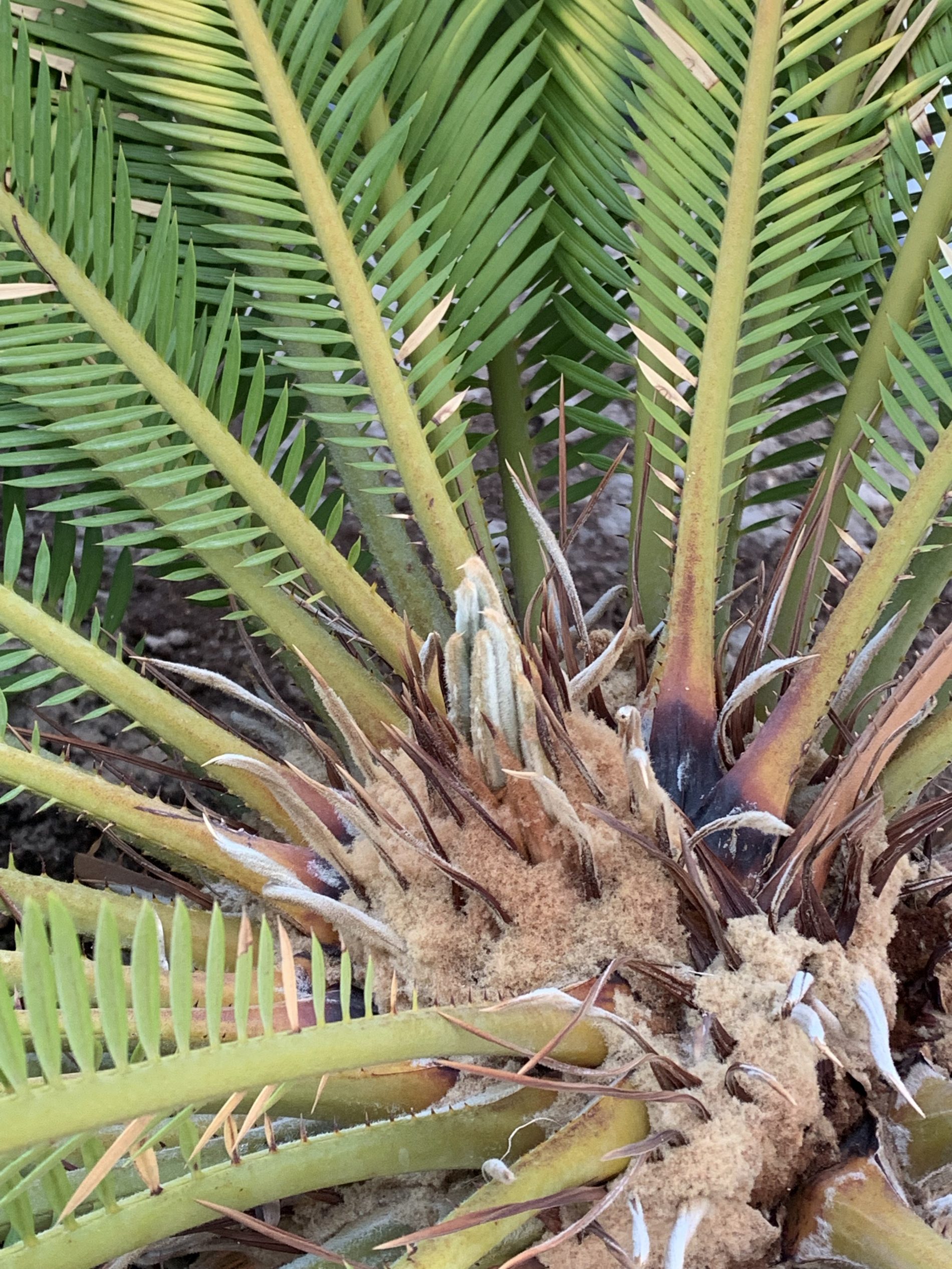 Stoked! The cycad is alive :) – Mahmood's Den